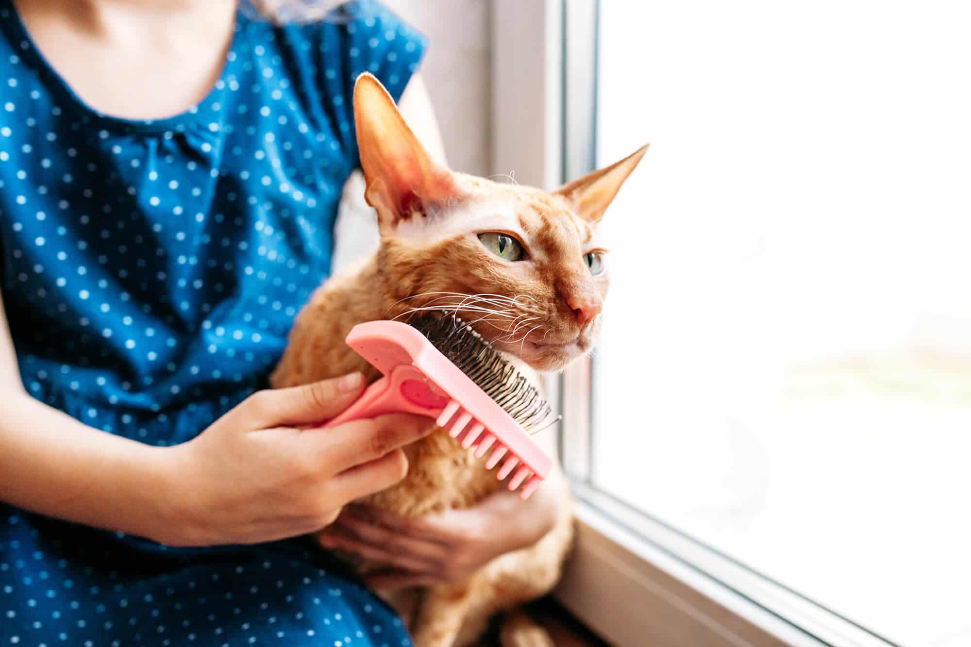 Lisa Pet – Lingkar Satwa Animal Care